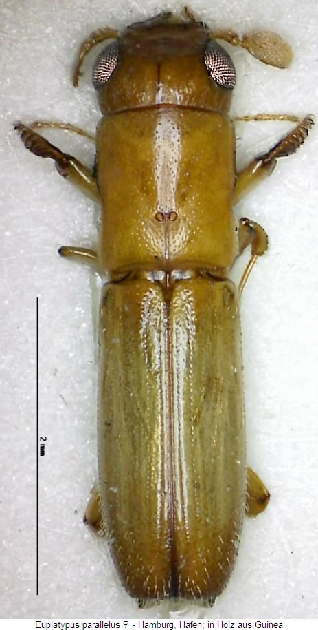 Euplatypus Bestimmungstabelle